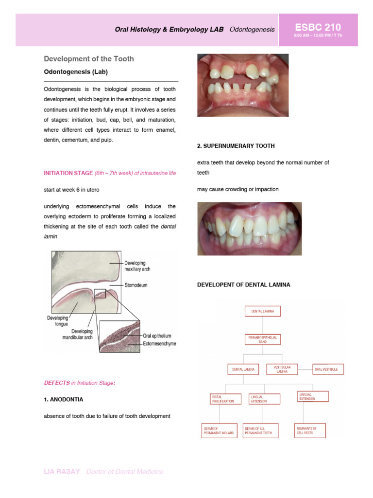 ORALHIS LAB - ODONTOGENESIS (LEC) | PDF | Human Tooth | Animal Anatomy