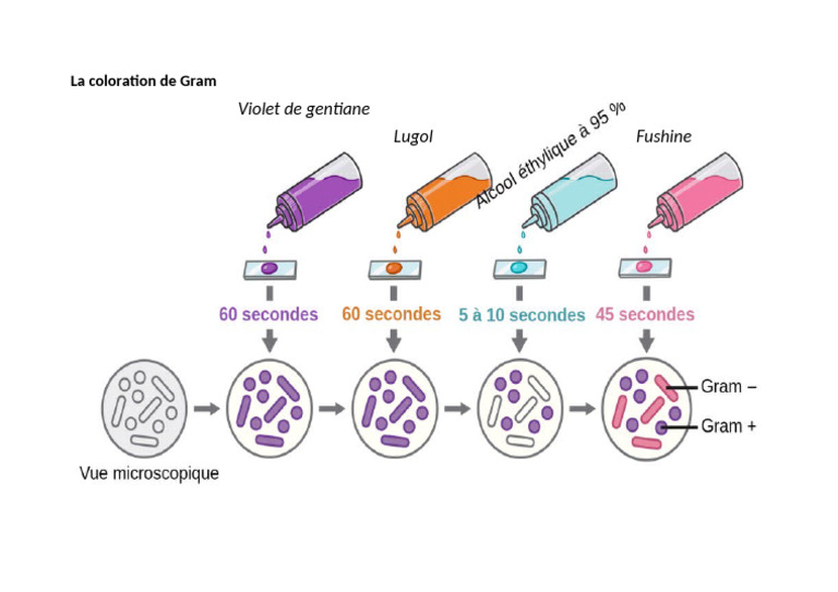 Coloration de Gram | PDF
