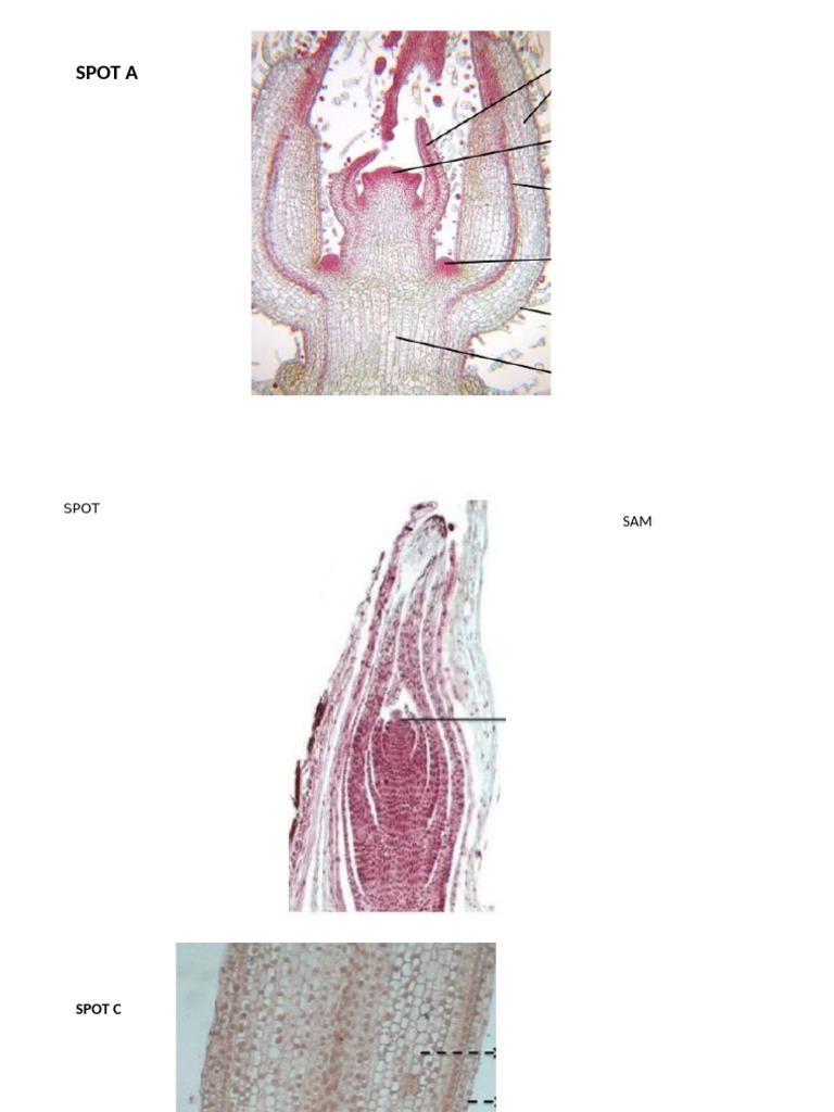Developmental Biology Spots | PDF