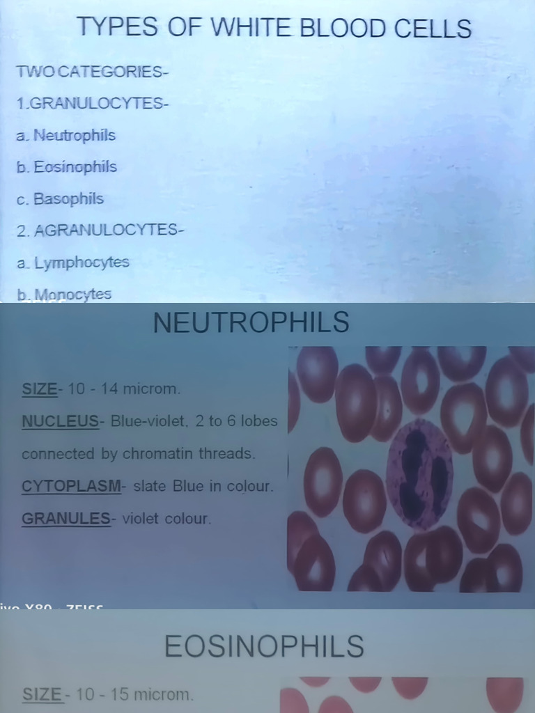 WBC CELS of DLC - 230523 - 112623 | PDF