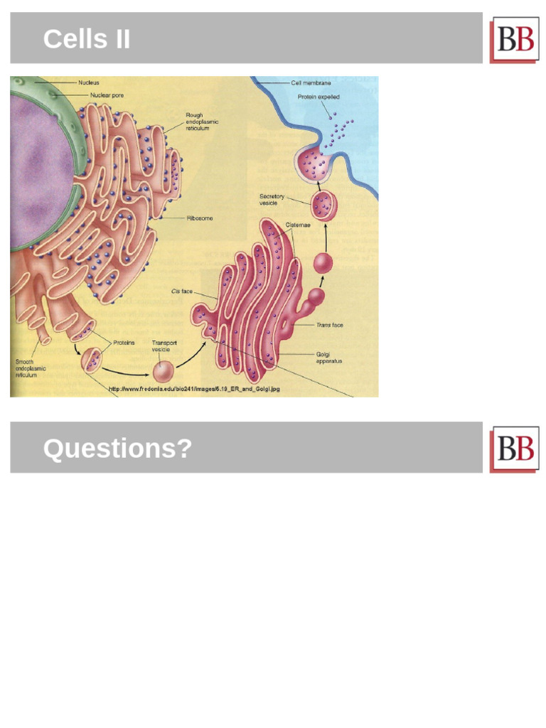 Spring 2025 Lesson 4 Cells II | PDF | Mitosis | Osmosis