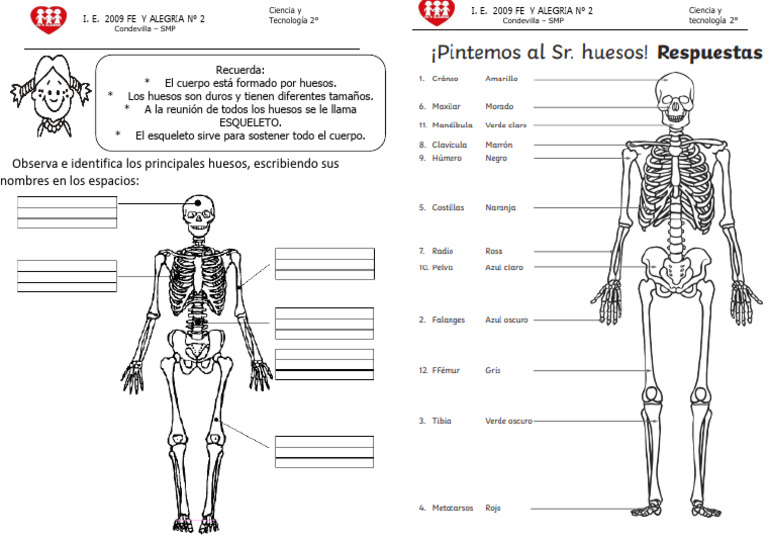 FICHA PARA IMPRIMIR huesos | PDF