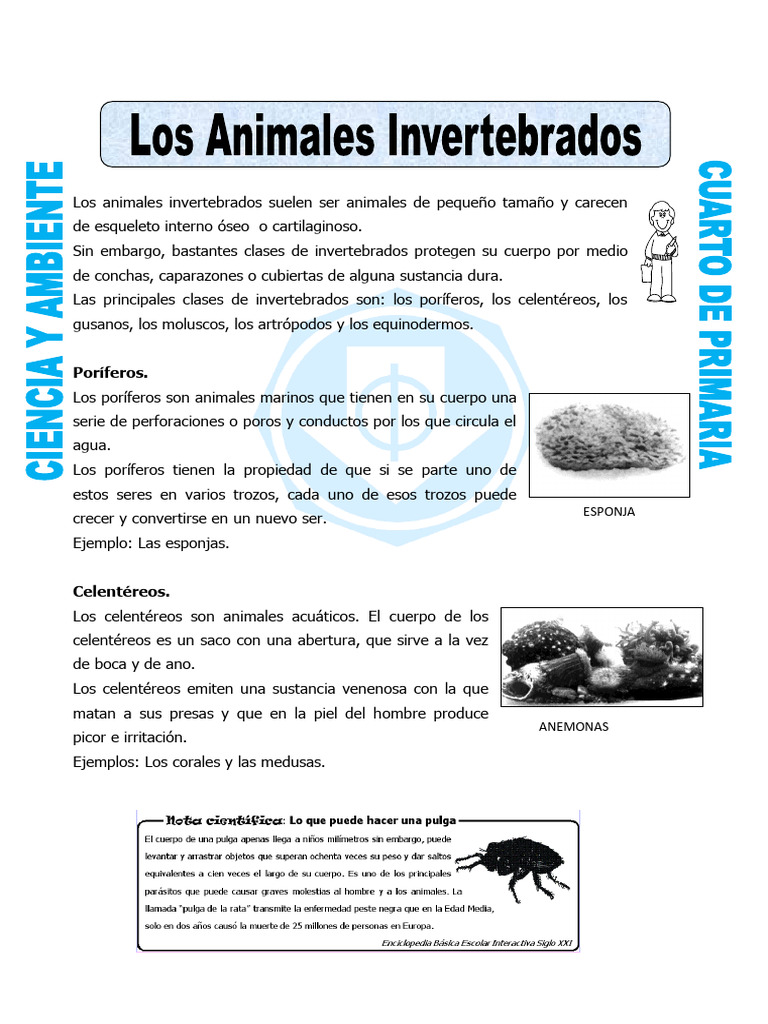 Ficha Los Animales Invertebrados para Cuarto de Primaria | PDF ...