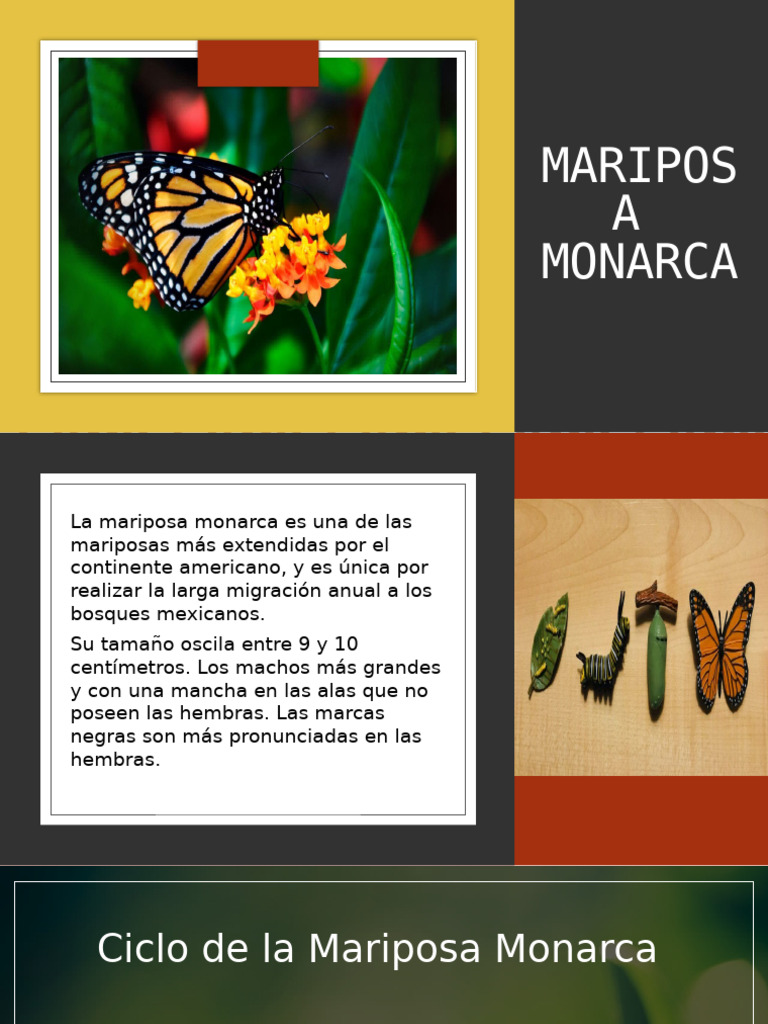 Ciclo de Vida de la Mariposa Monarca | PDF