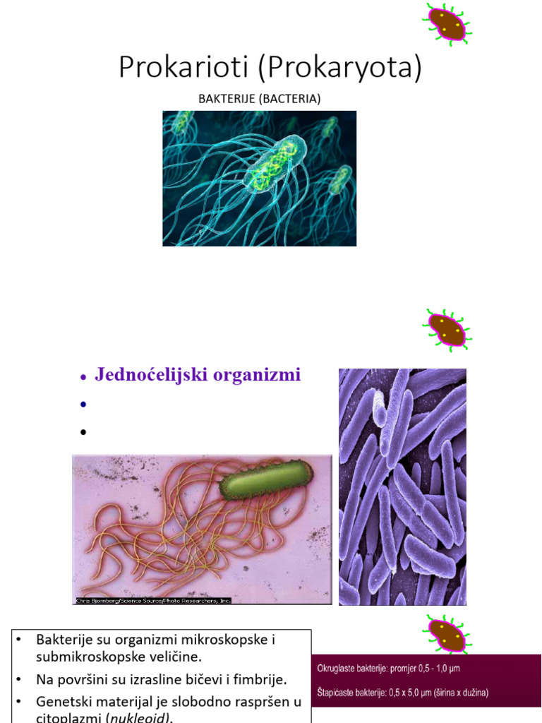 Prokarioti Prokaryota Online Nastava | PDF