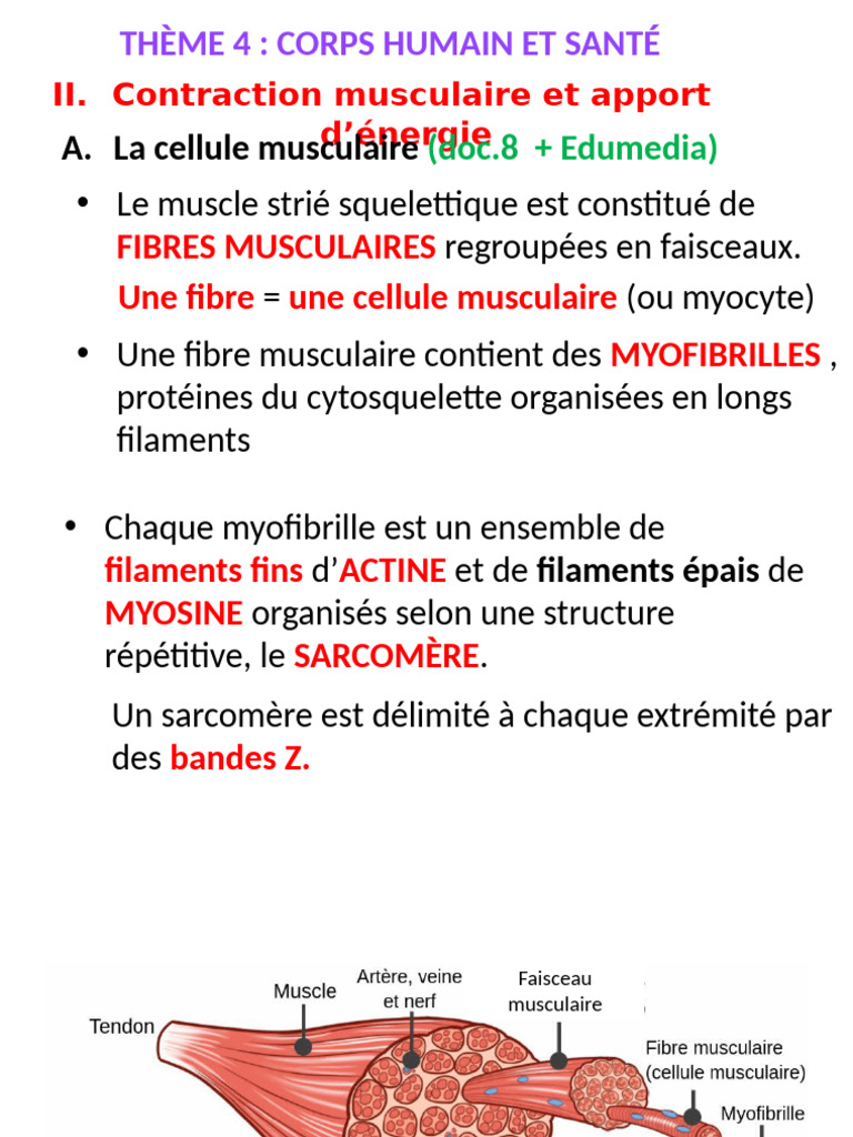 Thème 4 II contraction musculaire et ATP | PDF