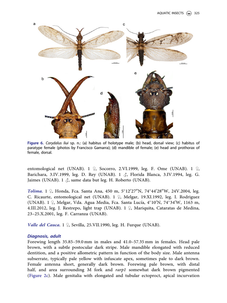 The Megaloptera Insecta Neuropterida of Colombia-30-58 | PDF | Anatomical Terms Of Location ...