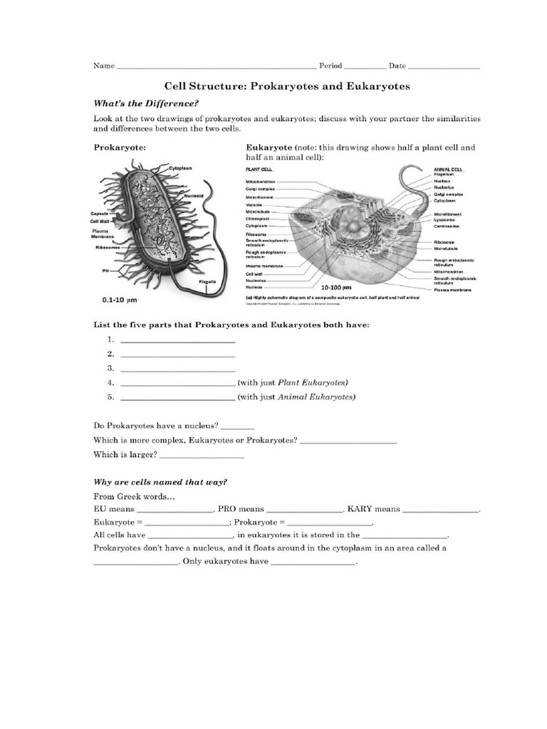Cells Worksheet | PDF