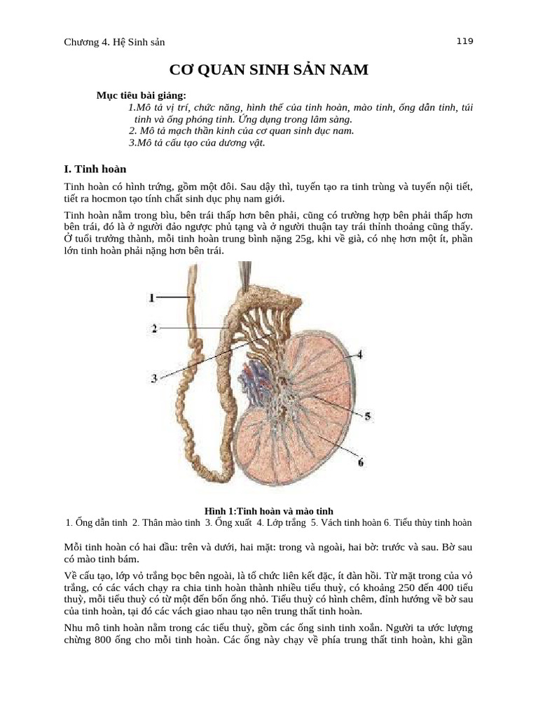 32 Cơ Quan Sinh D C Nam | PDF