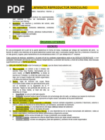 Capas del escroto y su anatomía | PDF