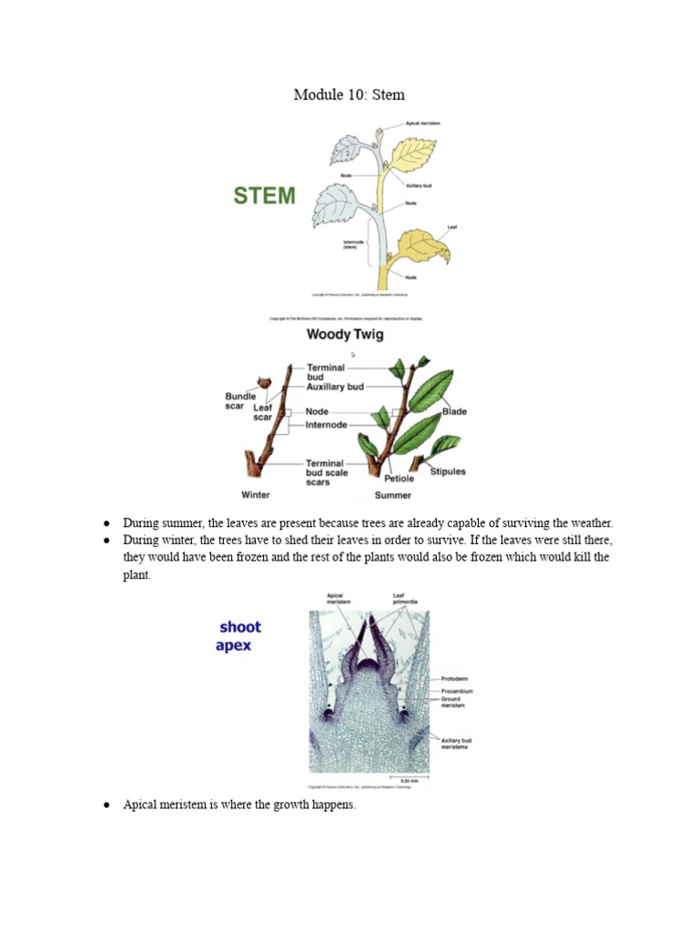 Module 10 - Stem | PDF