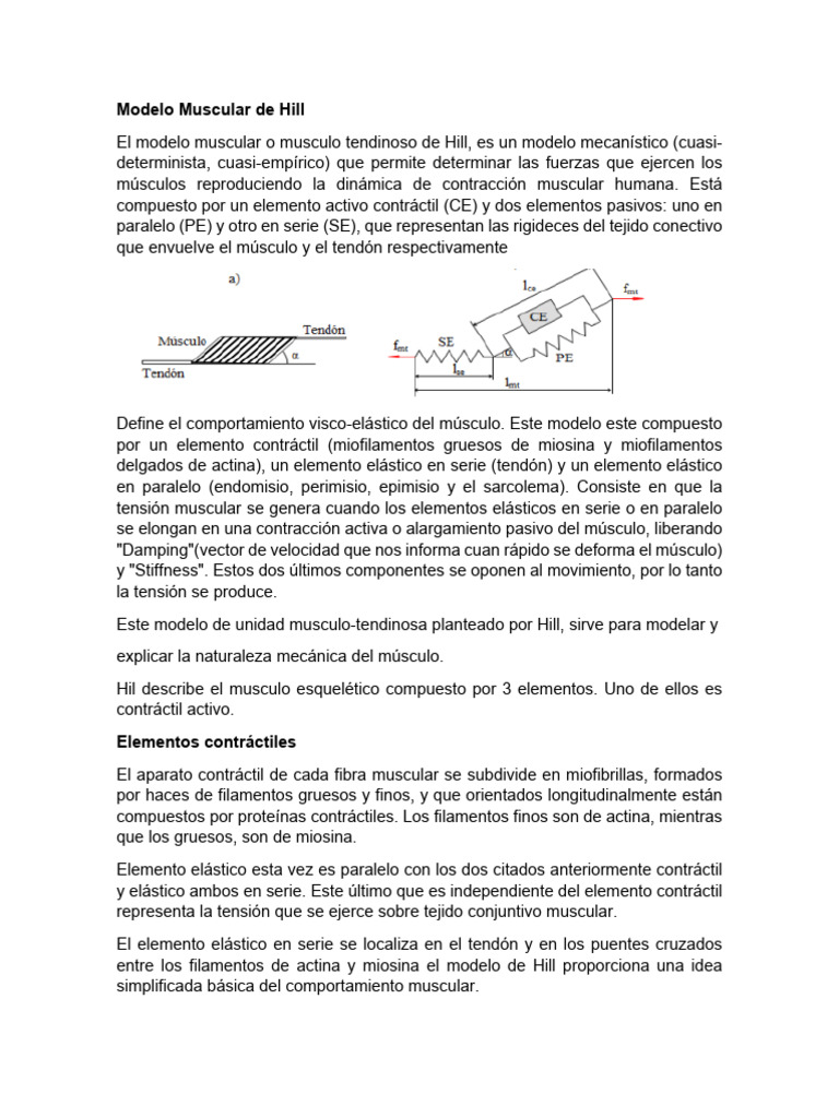 Modelo Muscular de Hill: Dinámica y Fuerzas | PDF | Contracción ...