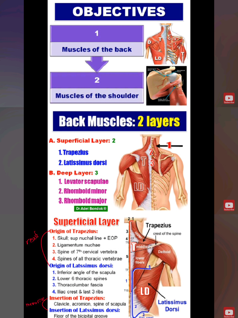 Back & Shoulder | PDF