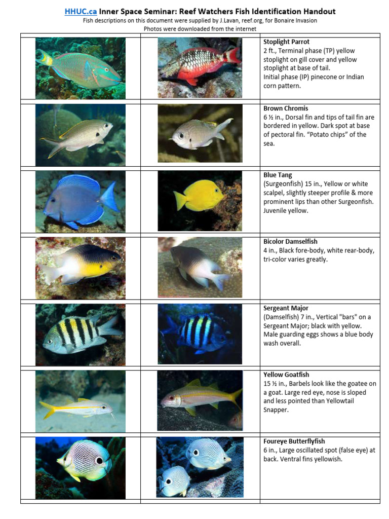HHUC Fish ID Handout | PDF | Aquatic Animals | Fish