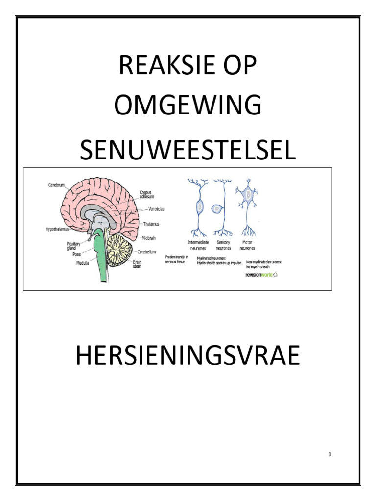 Reaksie Op Omgewing - Senuweestelsel | PDF