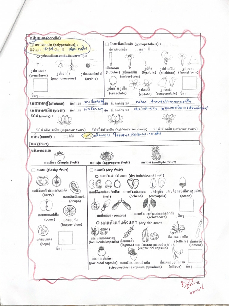 แยกจากกัน (polypetalous) | PDF