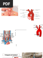 Celda Parotídea y Glandula Parotida RESUMEN | PDF ...