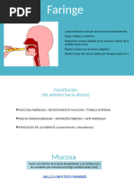 Músculos Constrictor y Rafe Faríngeo | PDF | Cabeza y cuello humanos ...