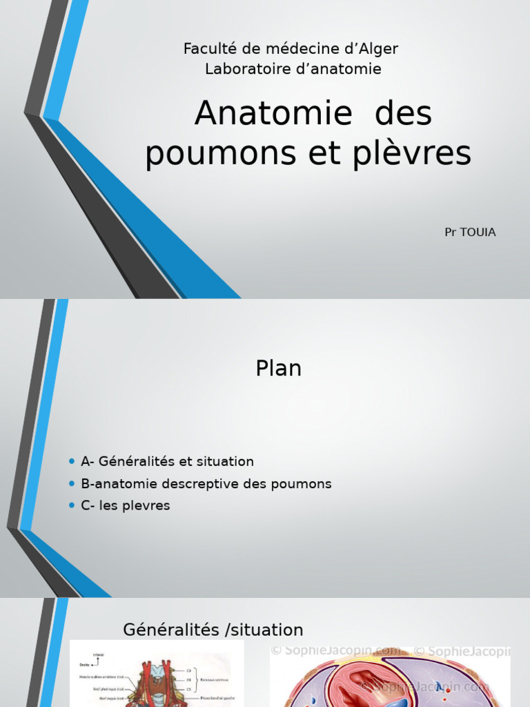 Anatomie des poumons et plèvres humaines | PDF | Poumon | Anatomie