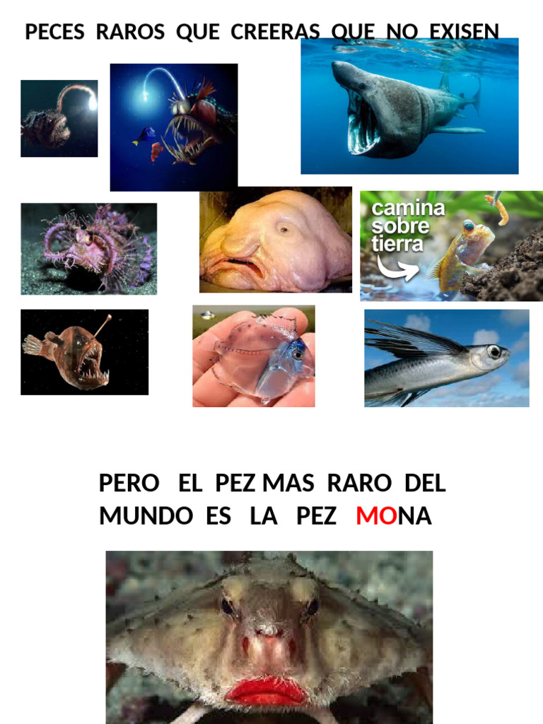 Peces Mas Raros Del Mundo Que Creeras Que No Existen | PDF