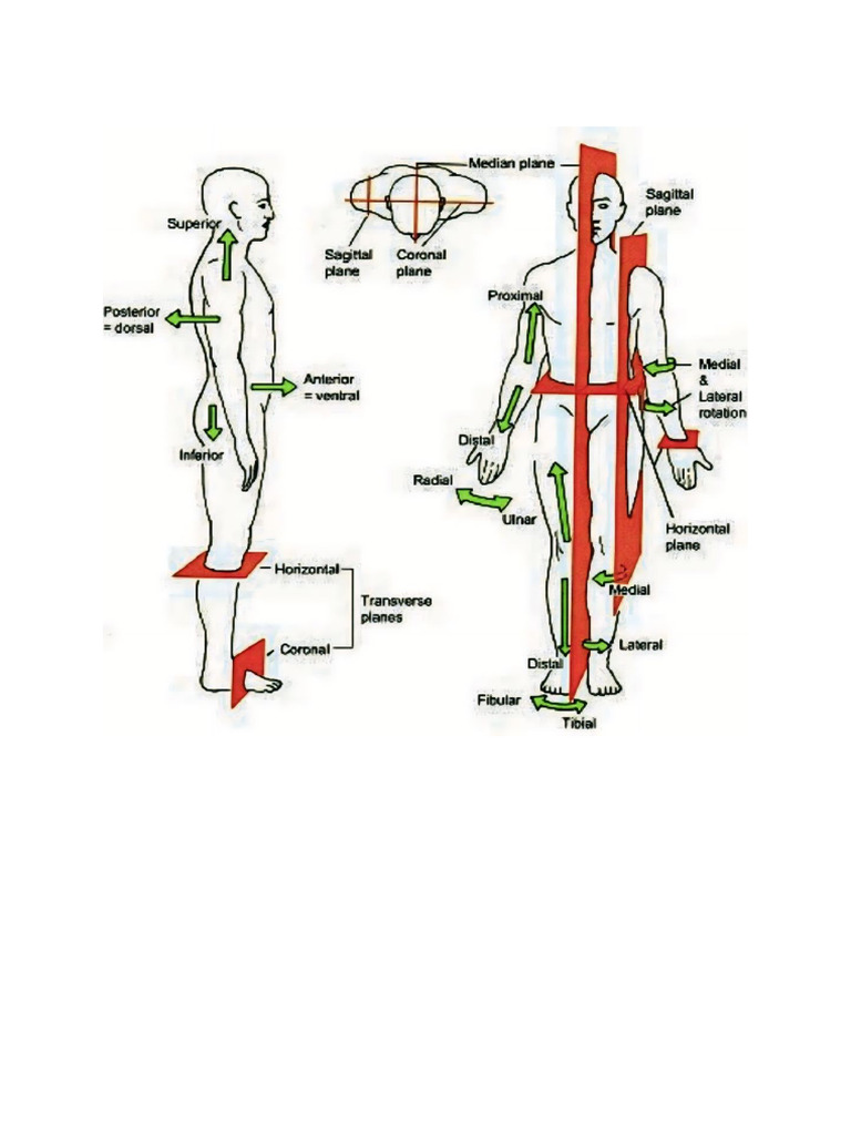 Regio Tubuh (Distal & Proksimal) | PDF
