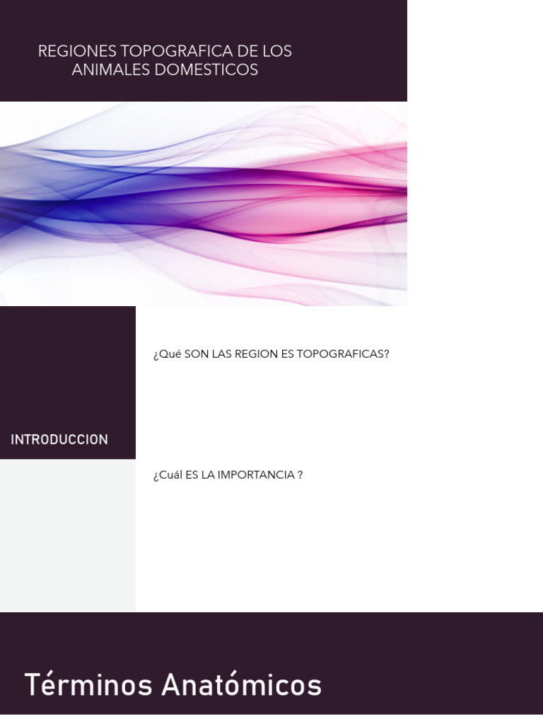 Regiones Topograf | PDF | Términos anatómicos de ubicación