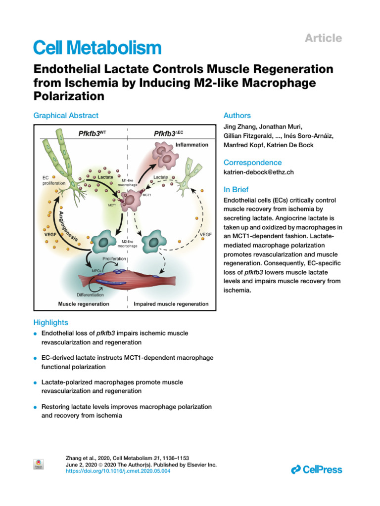 Endothelial-Lactate-Controls-Muscle-Regeneration-f | PDF | Macrophage | Skeletal Muscle
