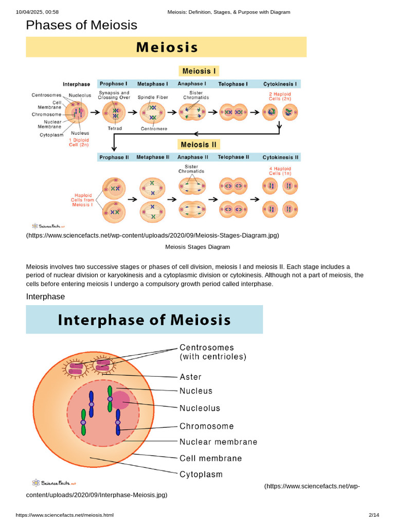 Meiosis_ Definition, Stages, & Purpose with Diagram | PDF | Meiosis | Chromosome