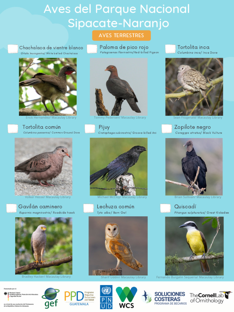 Checklist Aves Terrestres - Final | PDF | Birds | Birds Of North America
