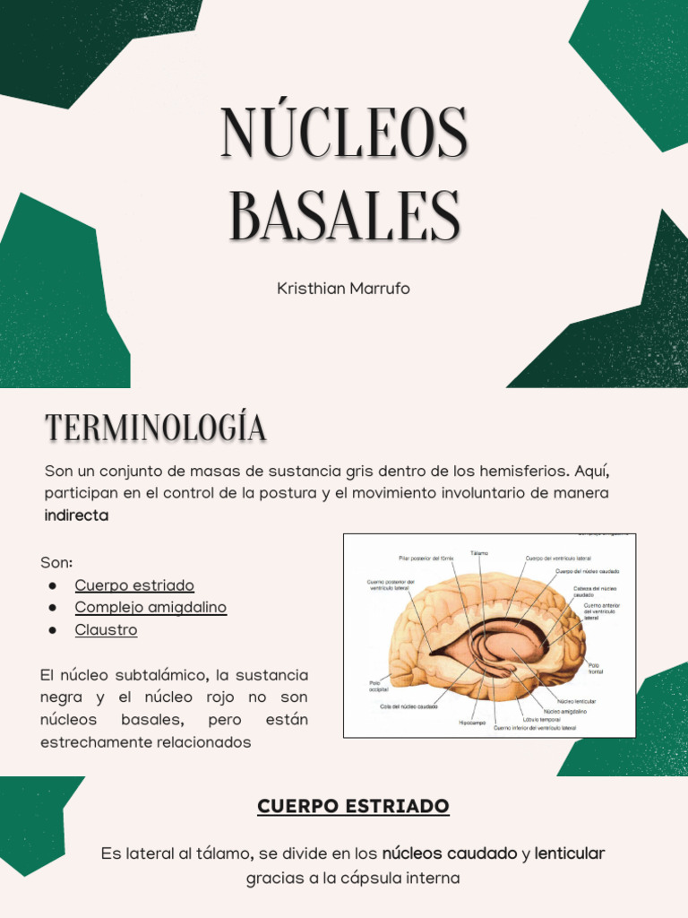 Núcleos Basales | PDF | Ganglios basales | Sistema nervioso