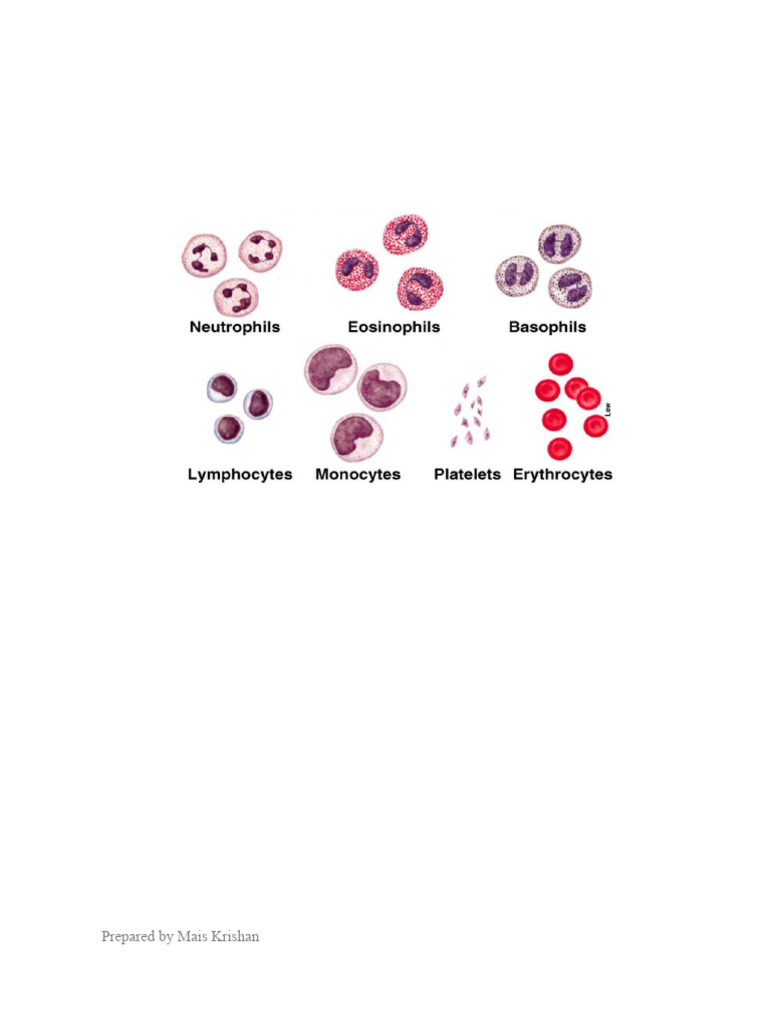 Differential WBC Count Overview | PDF | White Blood Cell | Anatomy