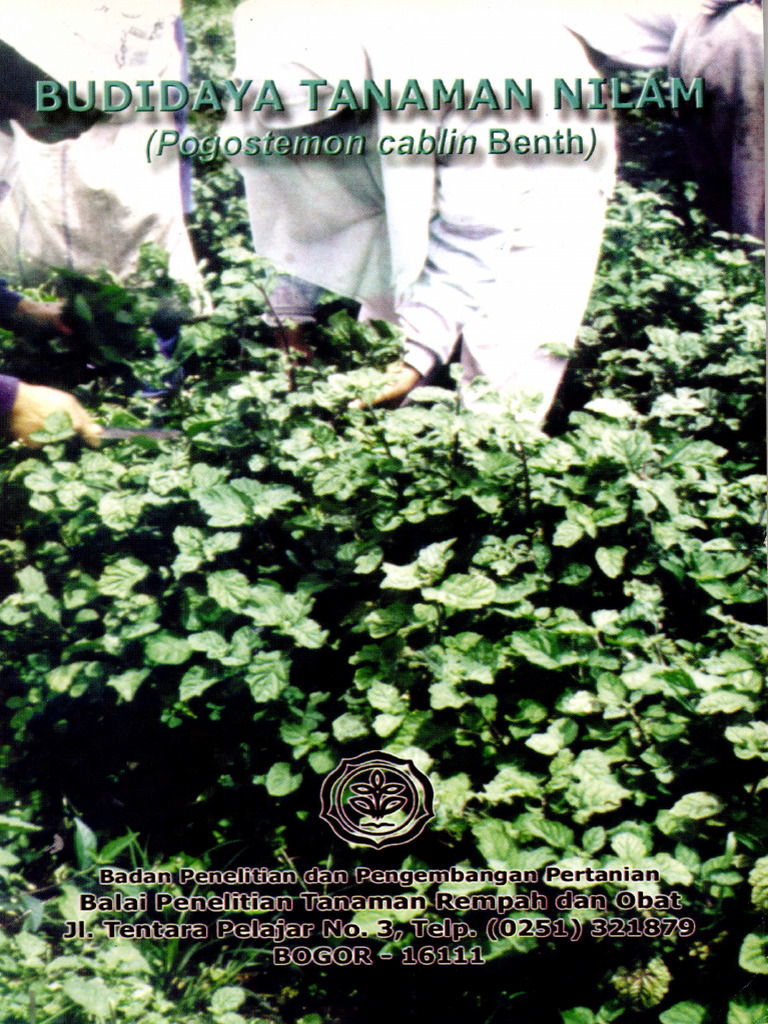 Budidaya Nilam - Cirkuler | PDF