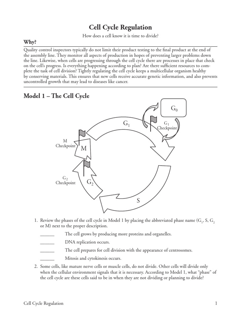 POGIL Activities For AP Biology - Cell Cycle and Regulation | PDF ...
