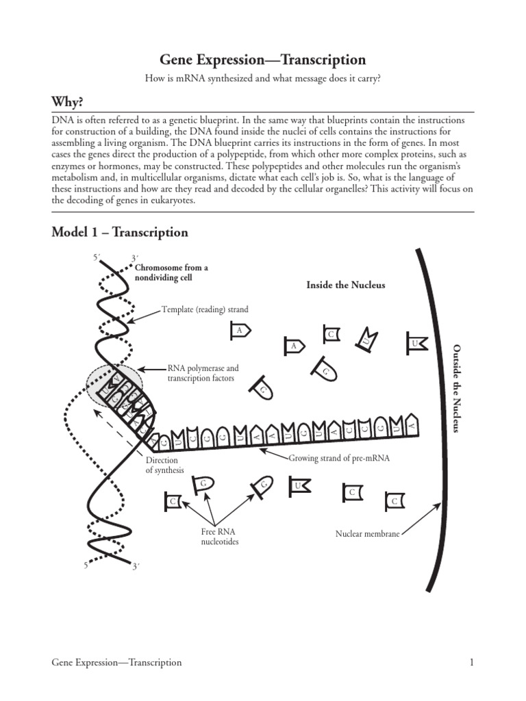 POGIL Activities For AP Biology - Gene Expression - Transcription | PDF ...