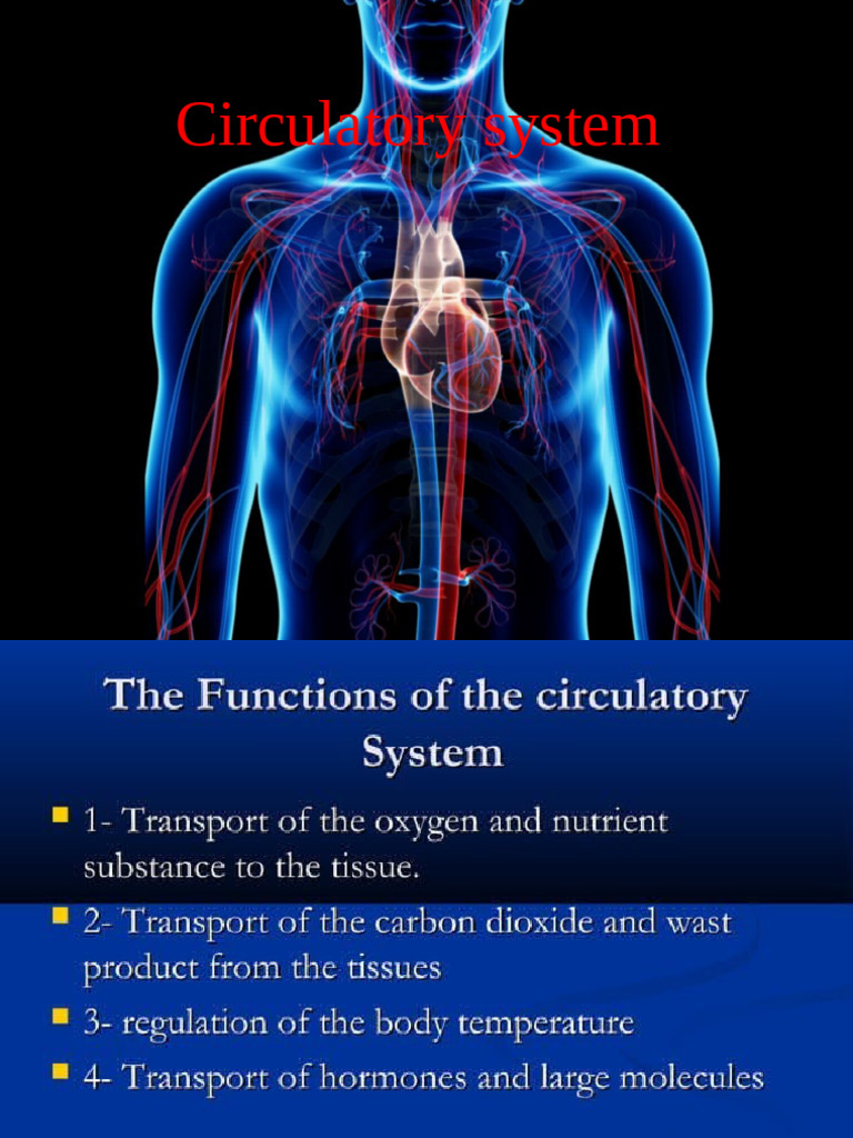 Circulatory System | PDF