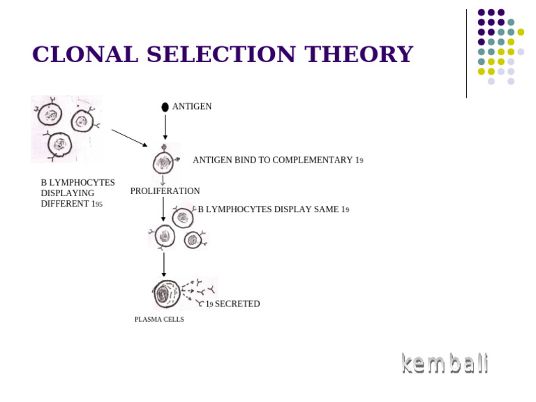 Theory 4 Clonal | PDF