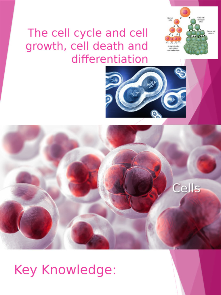 Year 11 Biology Term 2 Lesson 1 | PDF