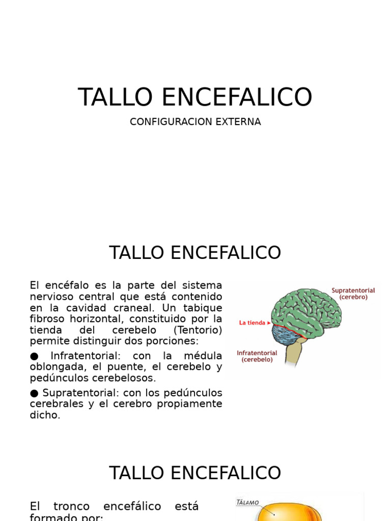 Configuracion Externa de Tallo Encefalico | PDF | Neuroanatomía ...