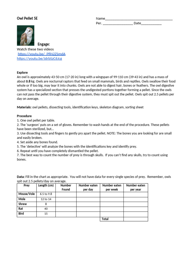 Owl Pellet Dissection and Energy Flow | PDF | Food Web | Biomass (Ecology)