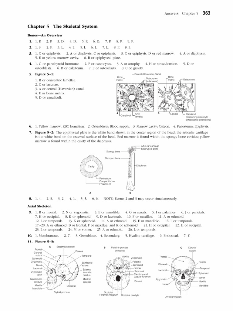 Skeletal Coloring Page Answer Key | PDF