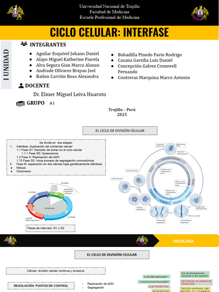 Semana 02 - Exposiciones Grupo A | PDF | Mitosis | Ciclo celular