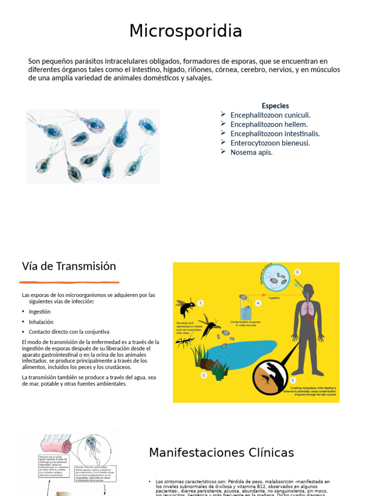 Microsporidium | PDF | Diarrea | Enfermedades y trastornos humanos