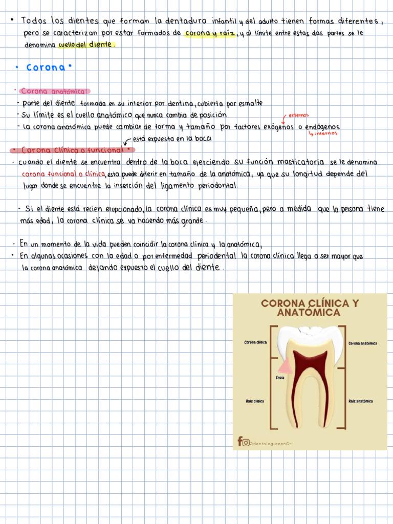 Características de Los Dientes 2 | PDF