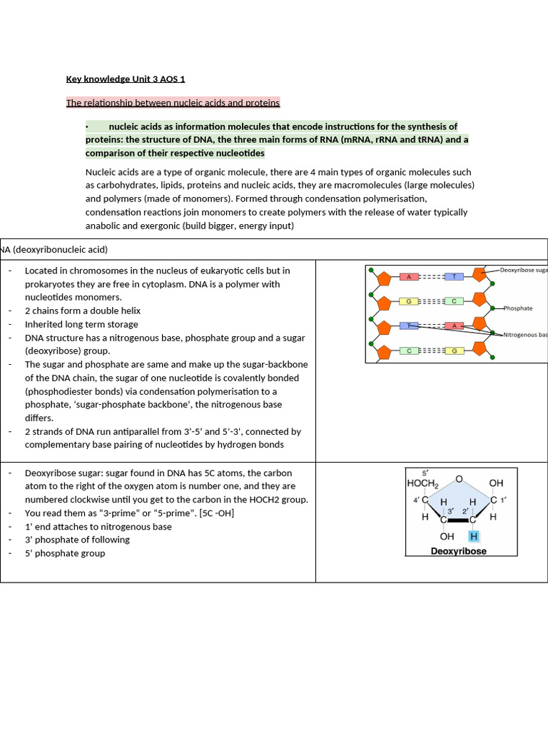 Unit 3 AOS 1 Biology Notes | PDF | Operon | Rna