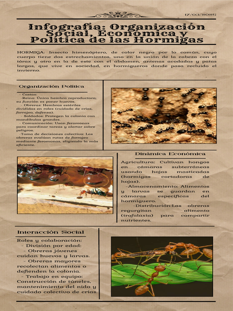 Estructura y funciones de las hormigas | PDF