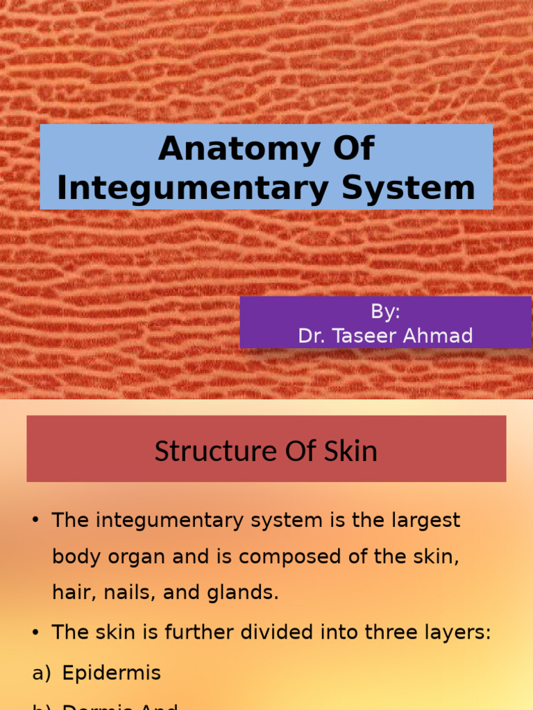 Integumentary System Anatomy Overview | PDF | Integumentary System ...