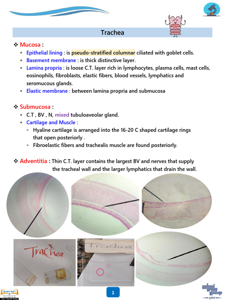 Practical Histo RESP , DZ 43 | PDF | Epithelium | Lung