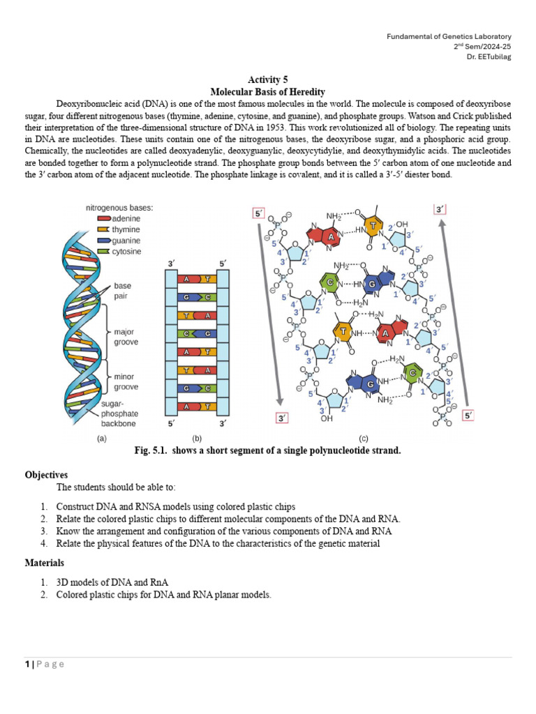 5 Molecular Basis of Heredity | PDF | Dna | Base Pair
