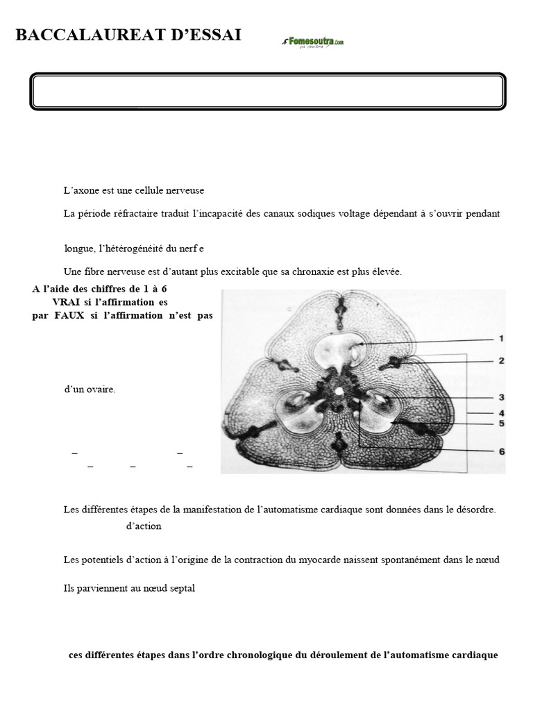 Période Réfractaire et Bac SVT 2025 | PDF | Dominance (Génétique) | Axone