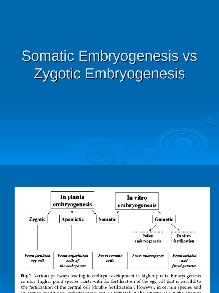 Somatic Embryogenesis Vs Zygotic Embryogenesis | PDF